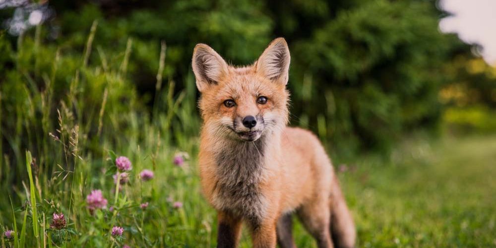 Index of /wp-content/uploads/2017/10/